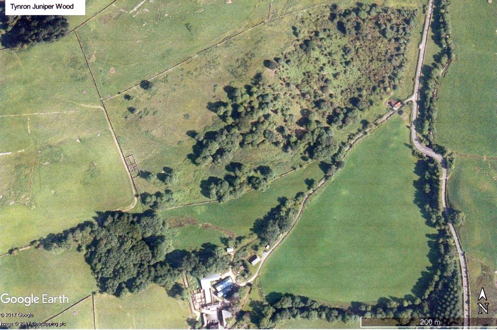 Forestry | Tynron Glen by John Shaw